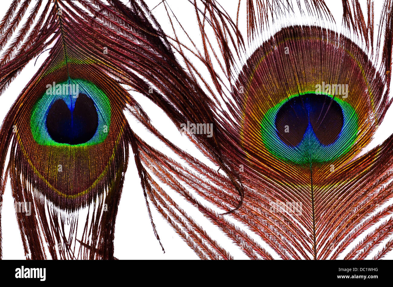 Two beautiful peacock feathers hi-res stock photography and images - Alamy