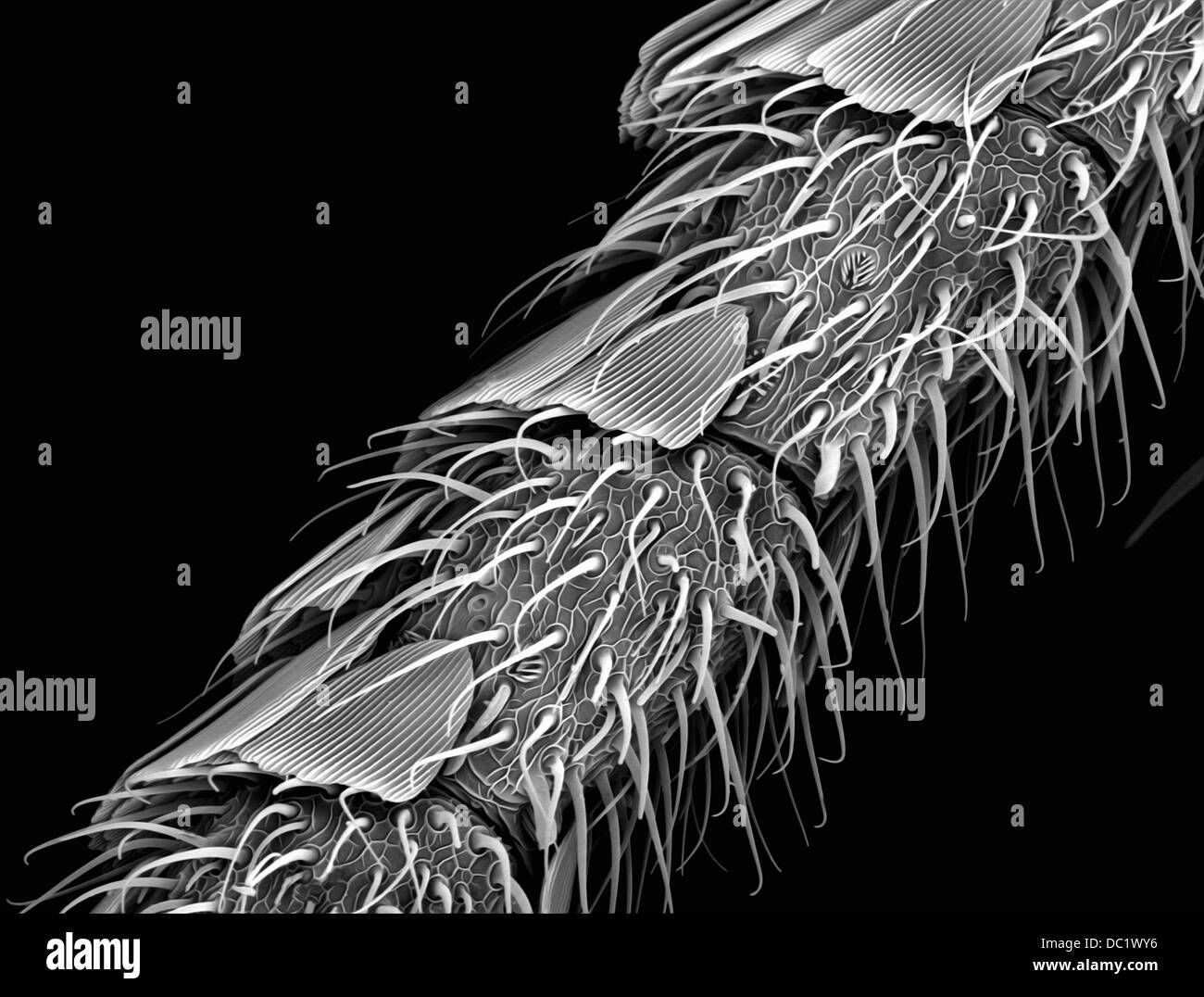 Moth antenna SEM Stock Photo - Alamy