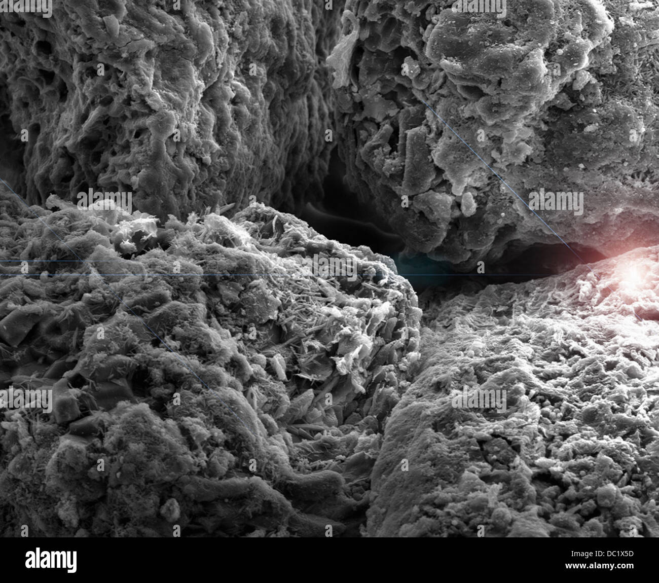 Pepper microscope hi-res stock photography and images - Alamy