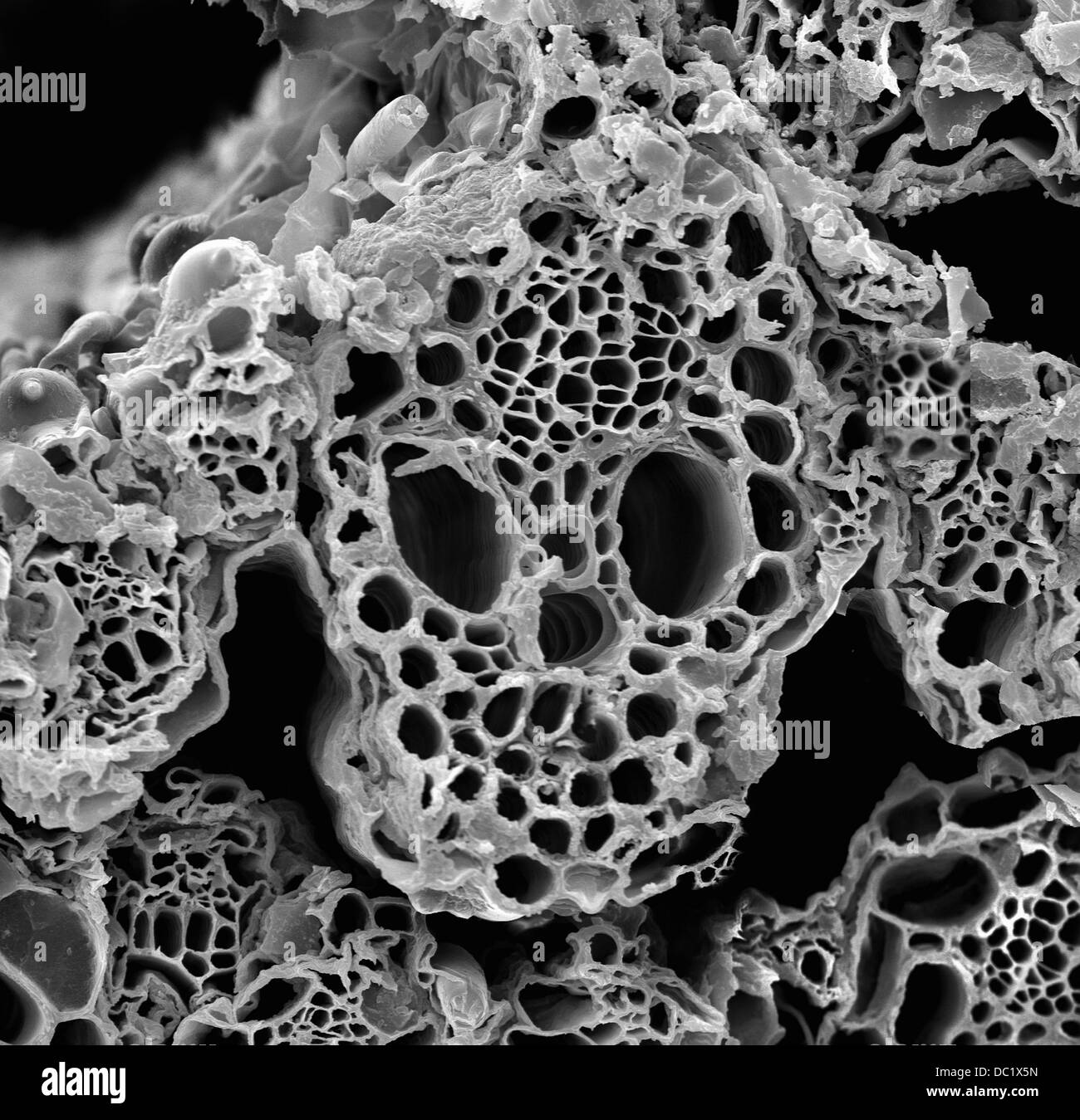 Lemongrass cross section, SEM Stock Photo - Alamy