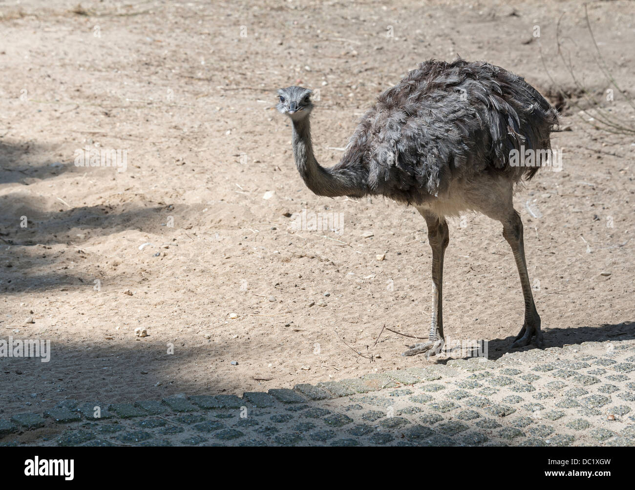 Young australian bird hi-res stock photography and images - Alamy