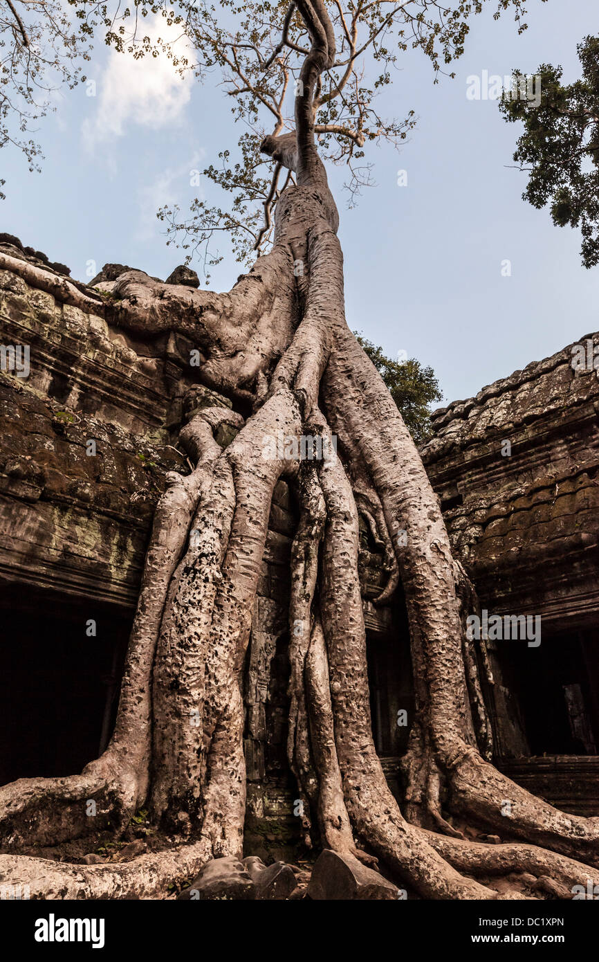 Overgrown tree roots at Ta Prohm Temple ruins at Angkor Wat, Siem Reap ...