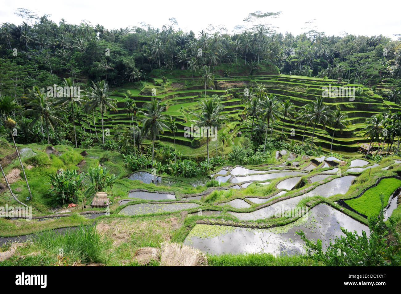 rice field at a village near Ubud on the island of Bali, Indonesia ...