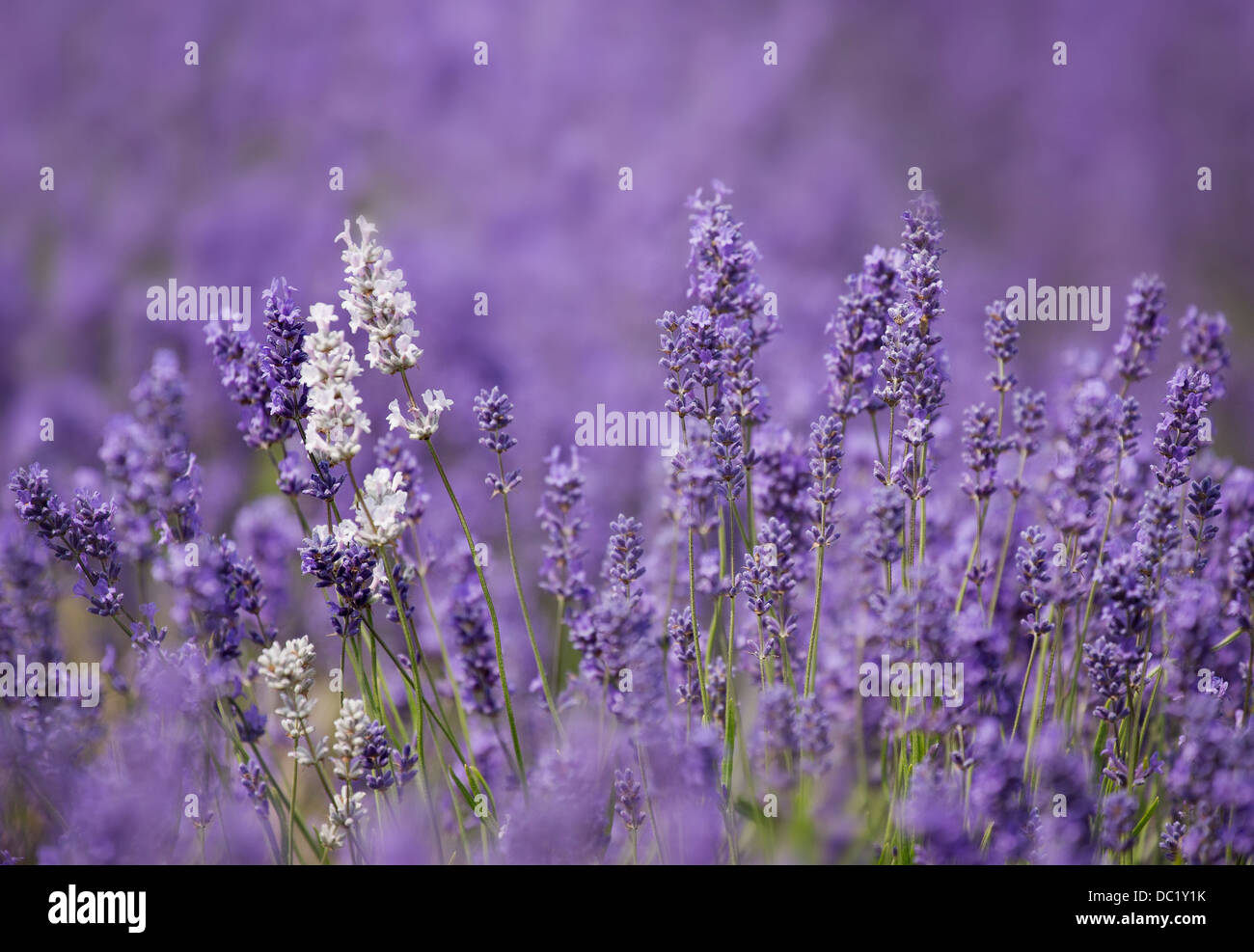Lavender flora hi-res stock photography and images - Alamy