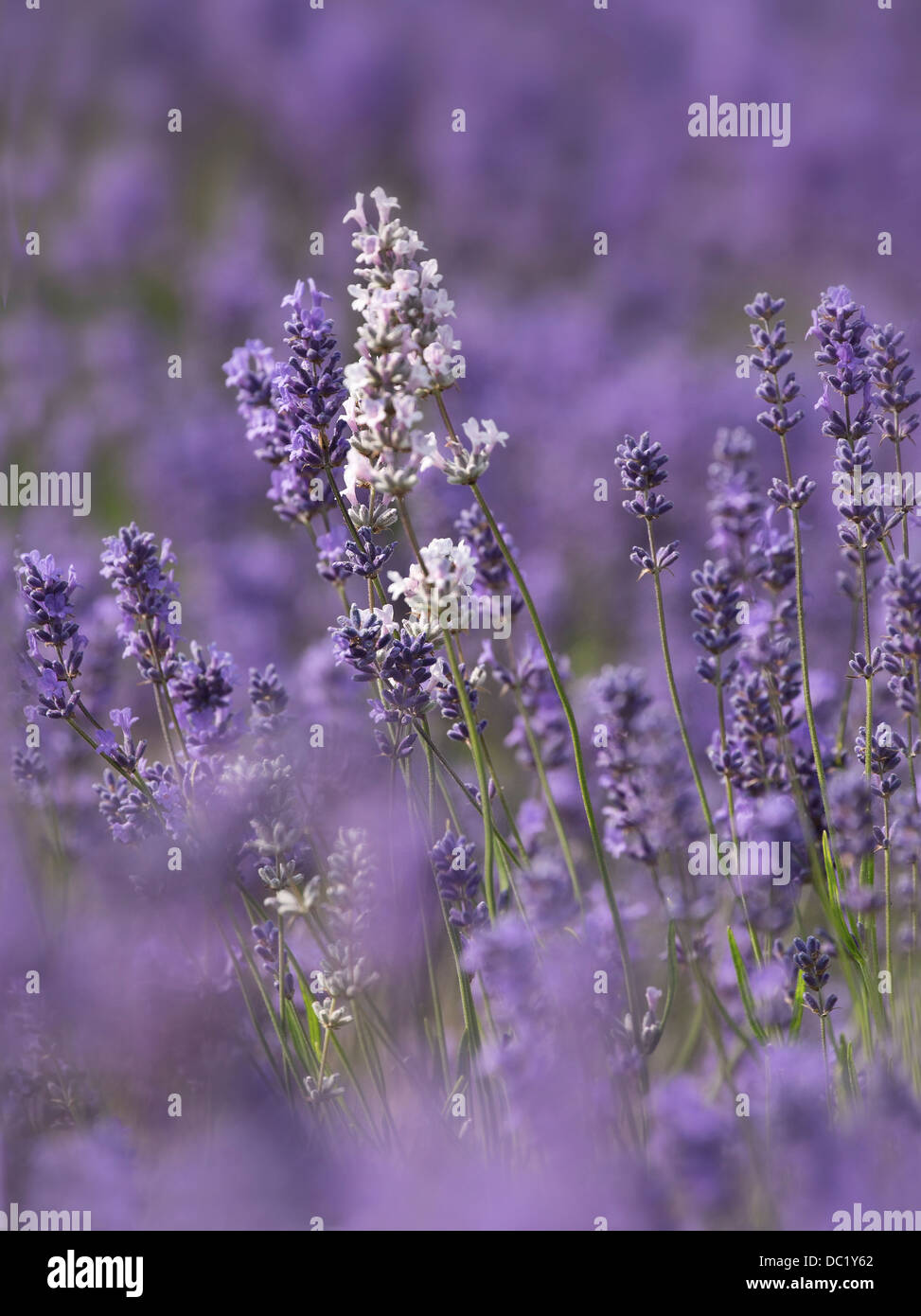Lavender flora hi-res stock photography and images - Alamy