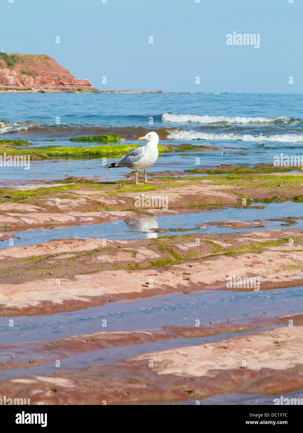 Seagull on mudstone on Exmouth beach, Devon, England Stock Photo - Alamy