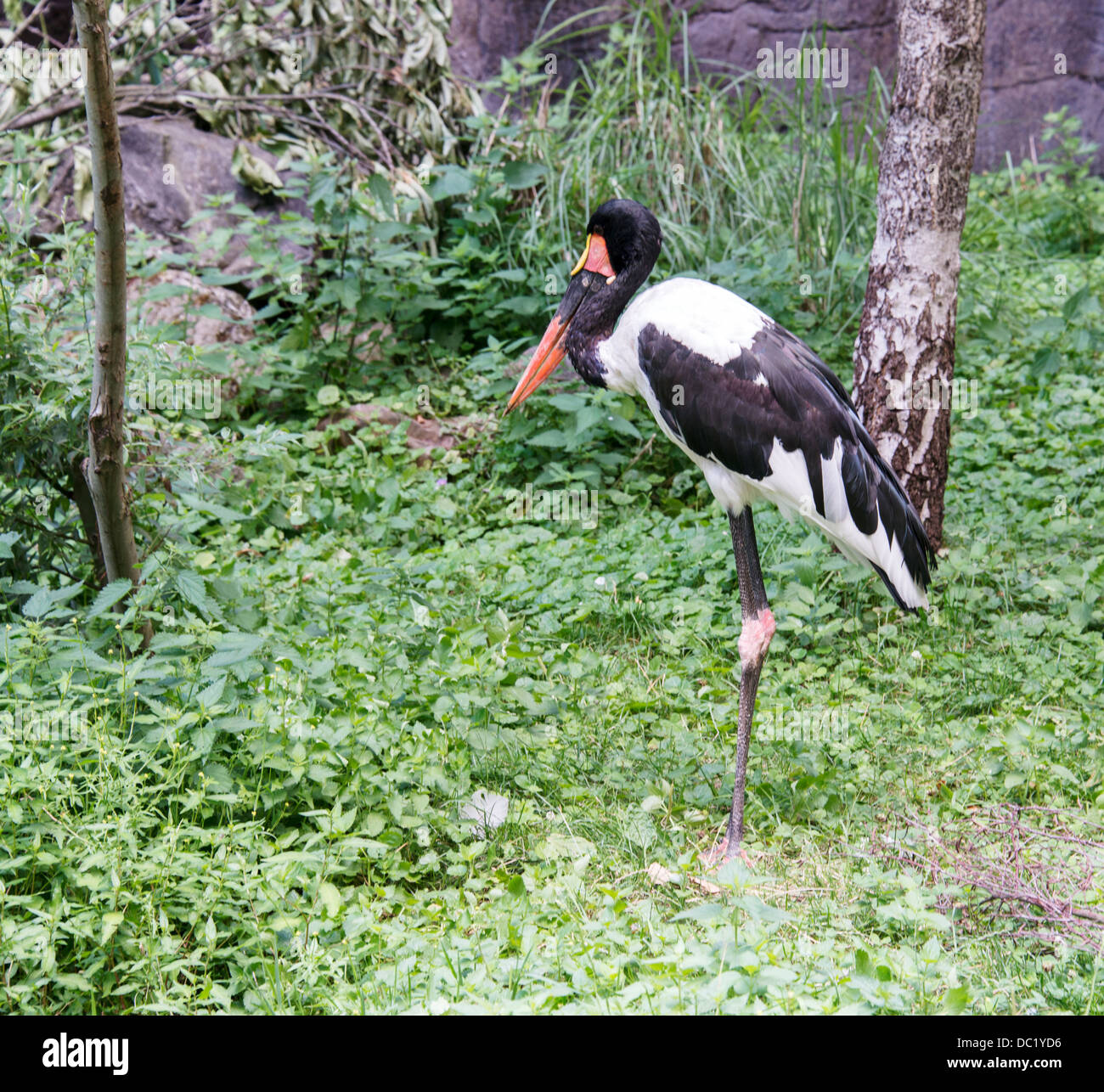 Stork in nature hi-res stock photography and images - Alamy
