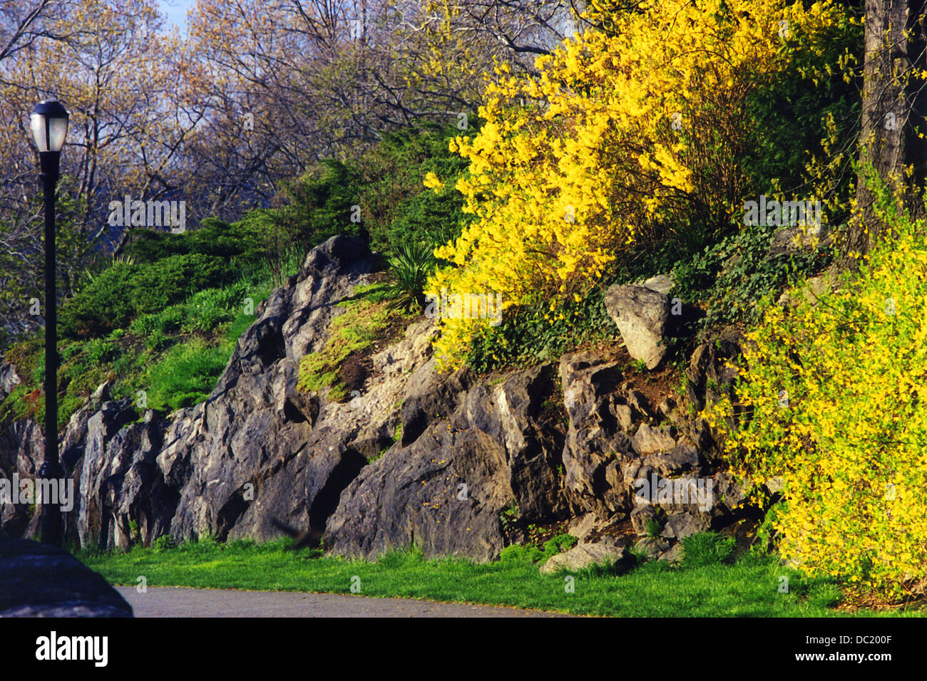 Fort Tryon Forsythia Stock Photo - Alamy
