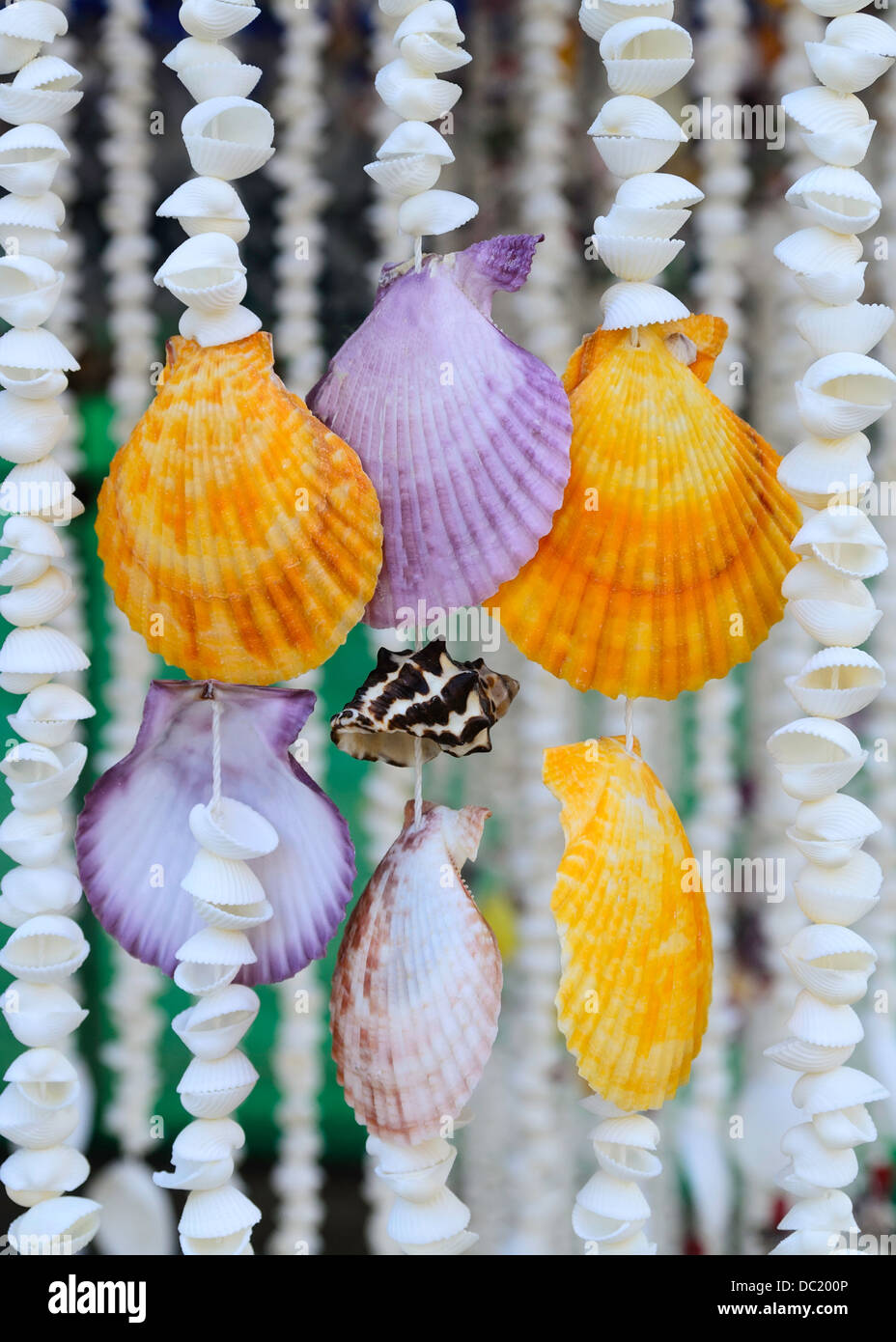 sea white summer animal life ocean tropical beach wildlife backgrounds ...