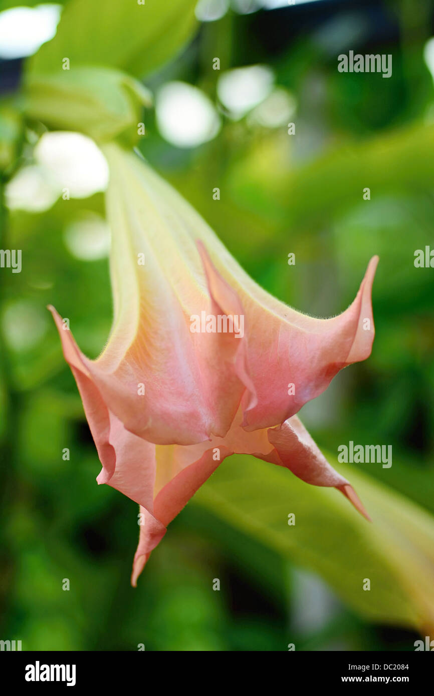Macro shot of beautiful pink Datura flower Stock Photo - Alamy