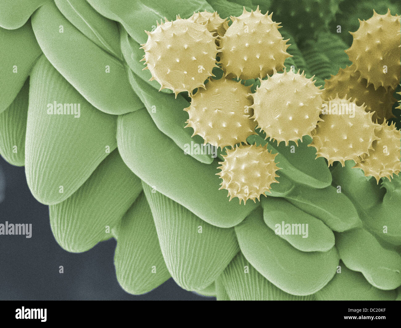 1000x Magnification High Resolution Stock Photography and Images - Alamy