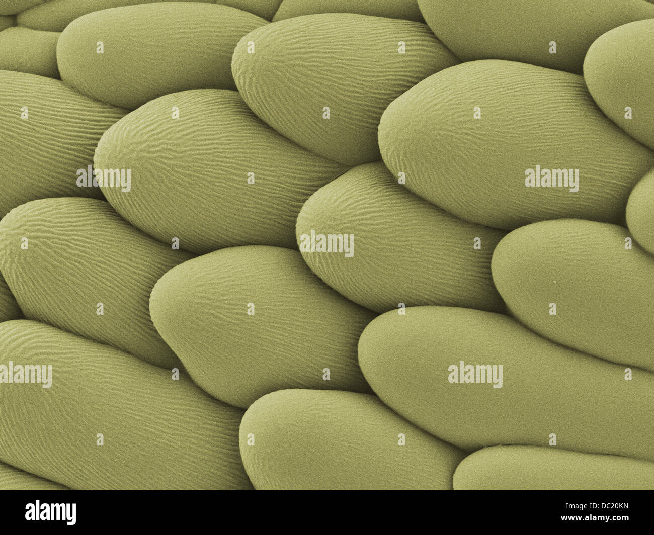 900x magnification hi-res stock photography and images - Alamy