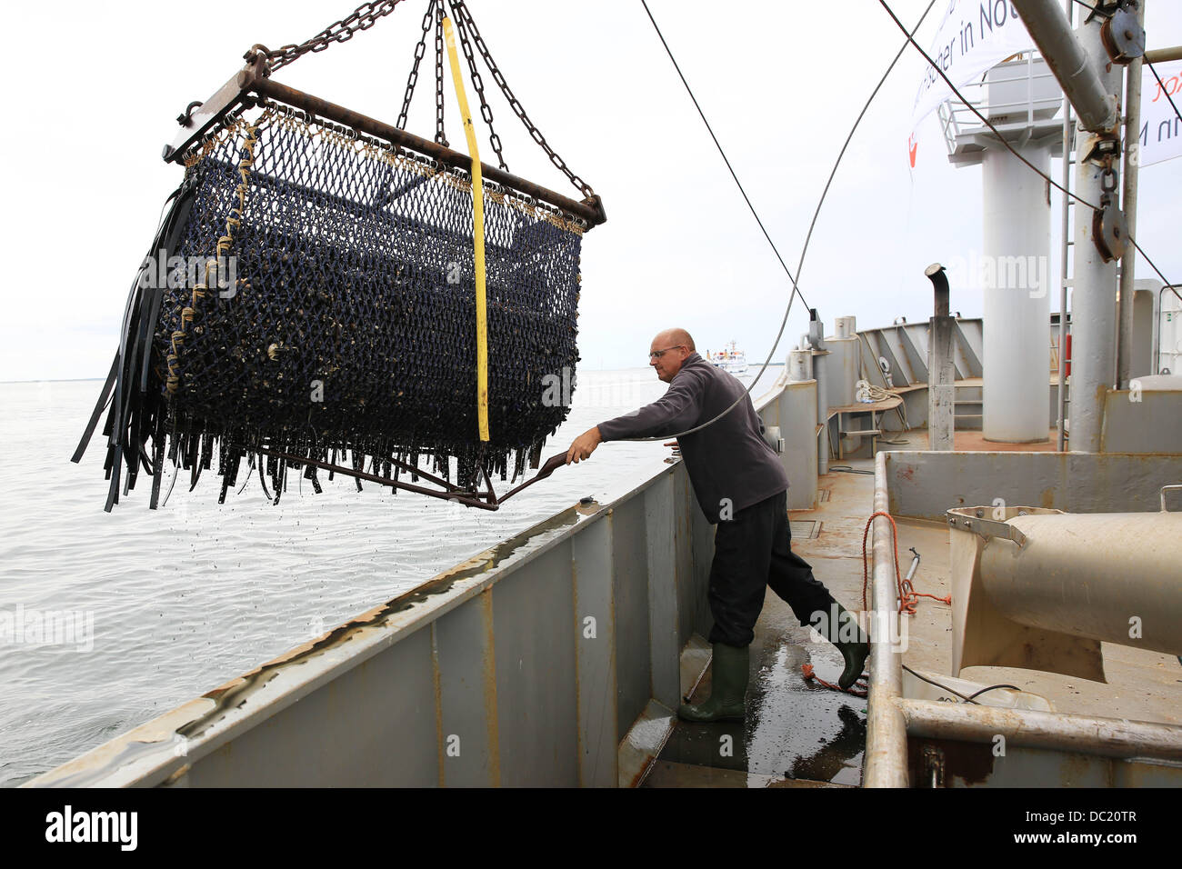 Fishers of mussles lift a catcher filled with Mytilus mussels at the ...