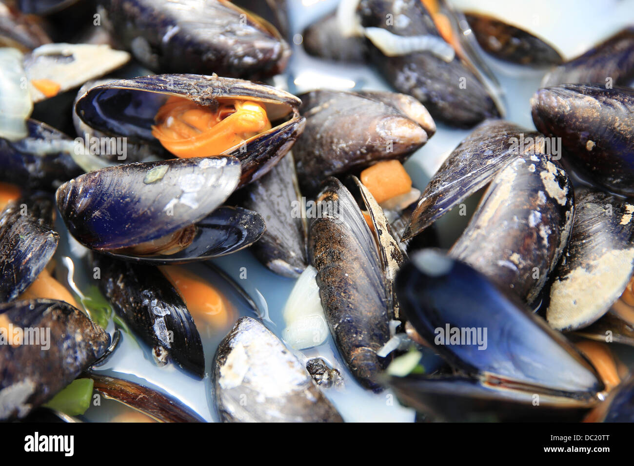 Freshly cooked Mytilus mussels are pictured during a trip of the ...