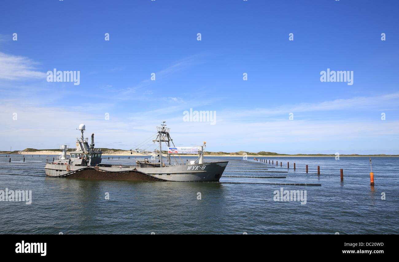 Fishers of mussles lift a net used to cultuvate and catch Mytilus ...