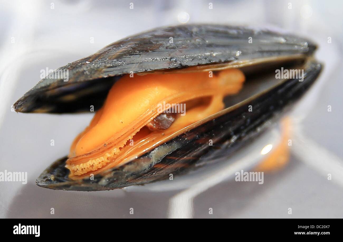 Freshly cooked Mytilus mussels are pictured during a trip of the ...