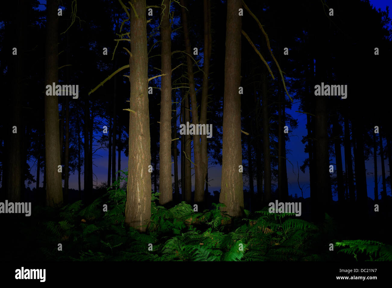 Trees in forest at night Stock Photo - Alamy