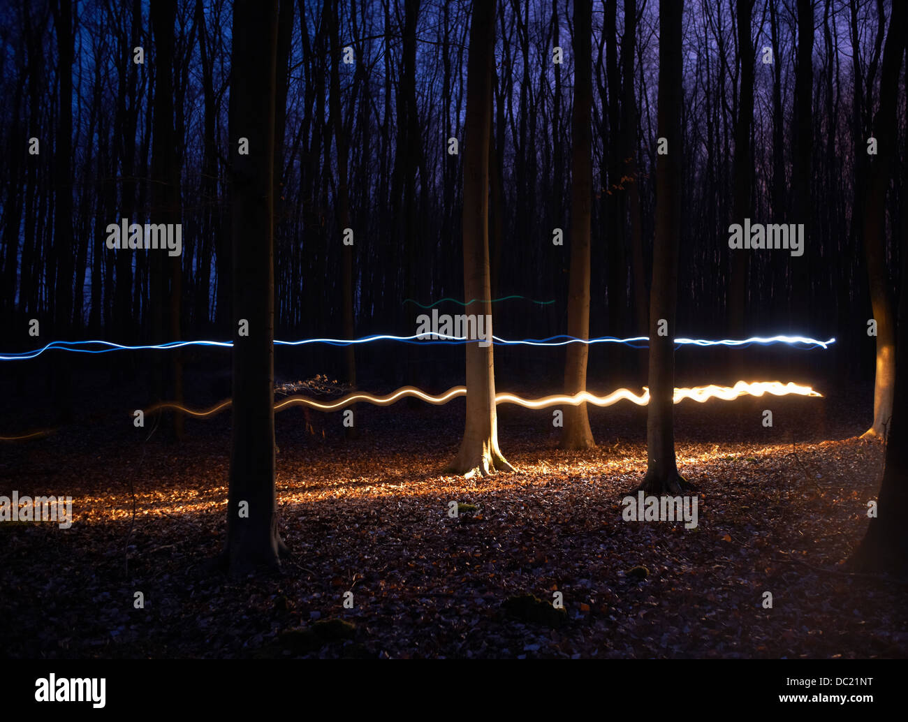 Forest illuminated at night by light trail Stock Photo - Alamy