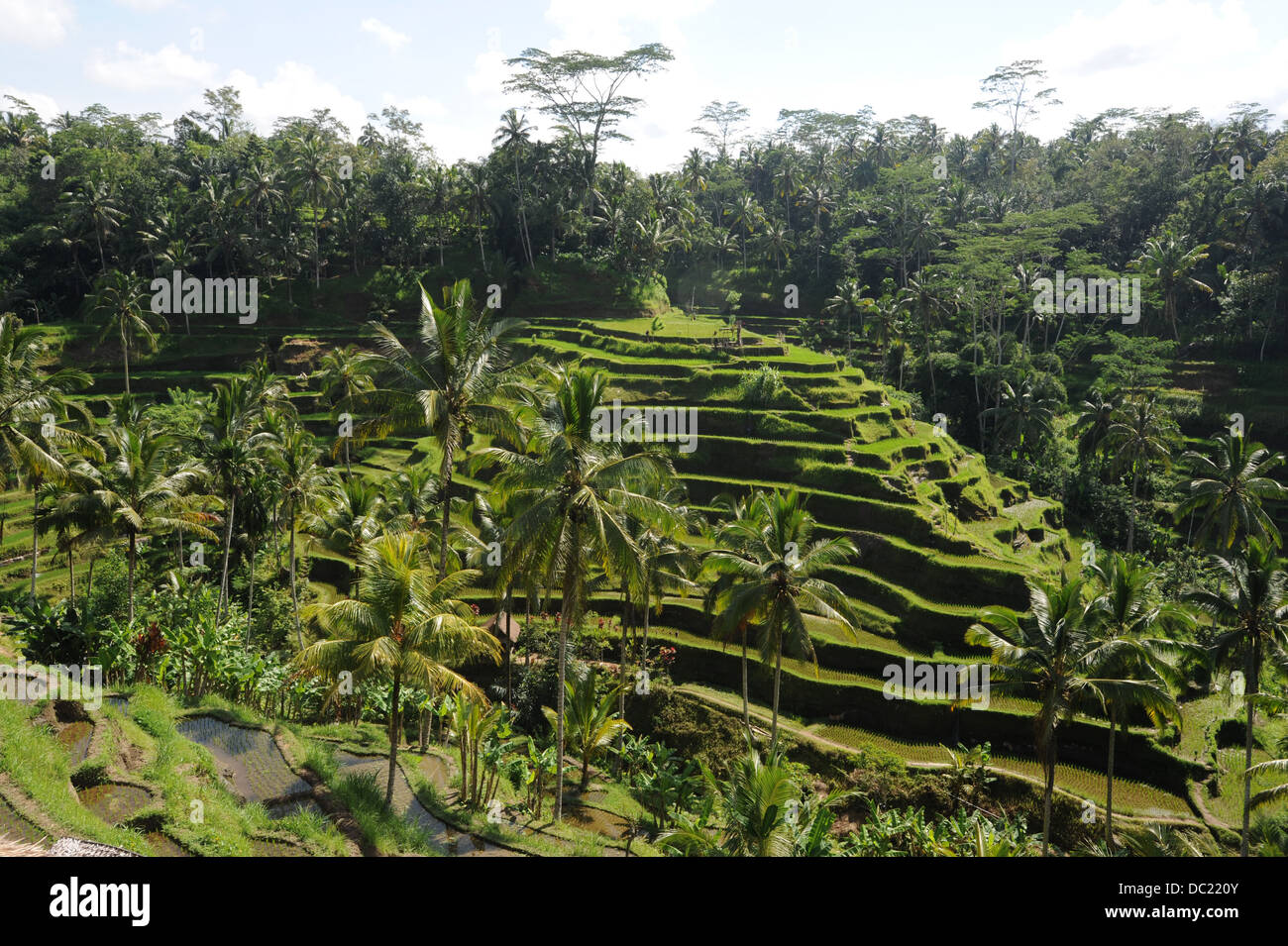 rice field at a village near Ubud on the island of Bali, Indonesia ...