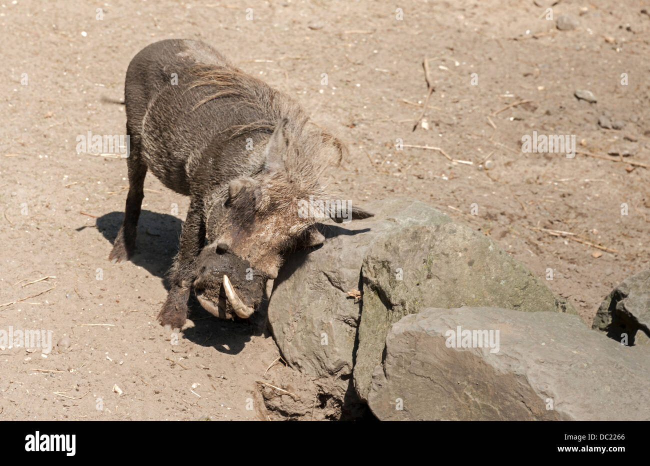 warthog animal scrubbing at the rocks Stock Photo - Alamy