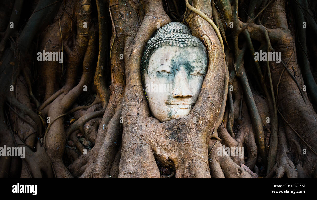 Bodhi Tree Roots High Resolution Stock Photography and Images - Alamy