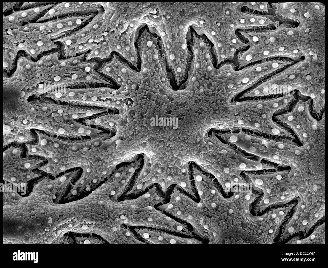 Celery seed, SEM Stock Photo - Alamy