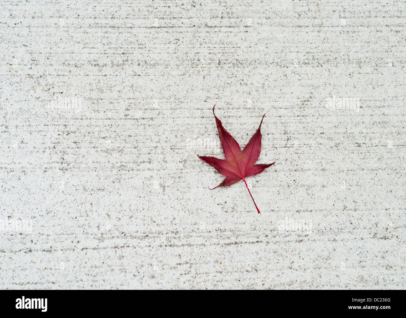 Toronto maple leaf hi-res stock photography and images - Alamy