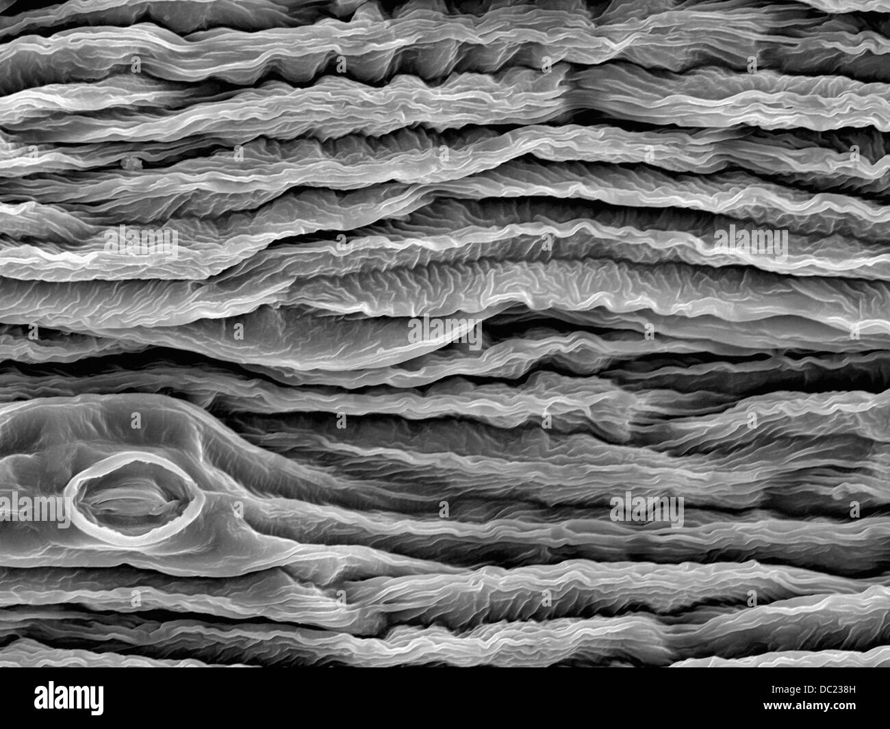 Natural science orange Black and White Stock Photos & Images - Alamy