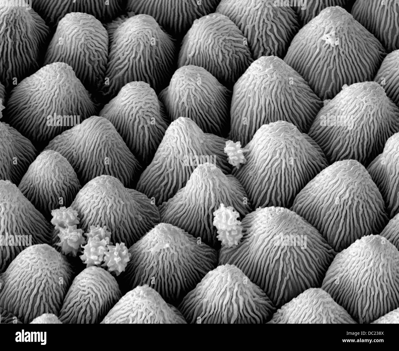 Petal Formation High Resolution Stock Photography and Images - Alamy