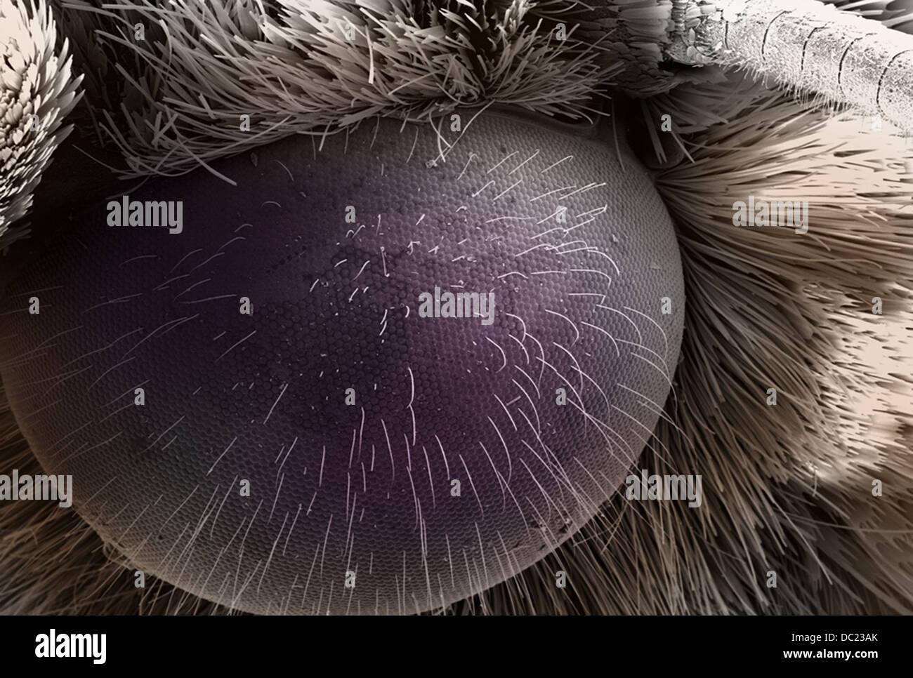 Eye of an owlet moth, SEM Stock Photo - Alamy