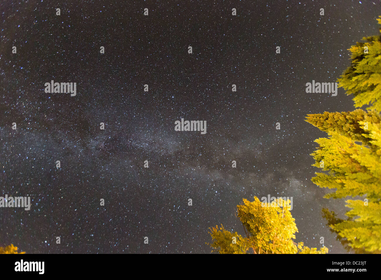 Milky way and trees Stock Photo - Alamy