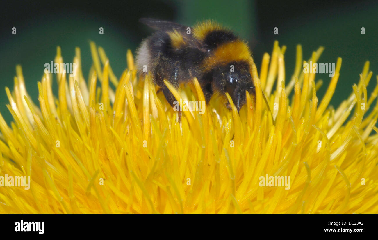 Different bee species hi-res stock photography and images - Alamy