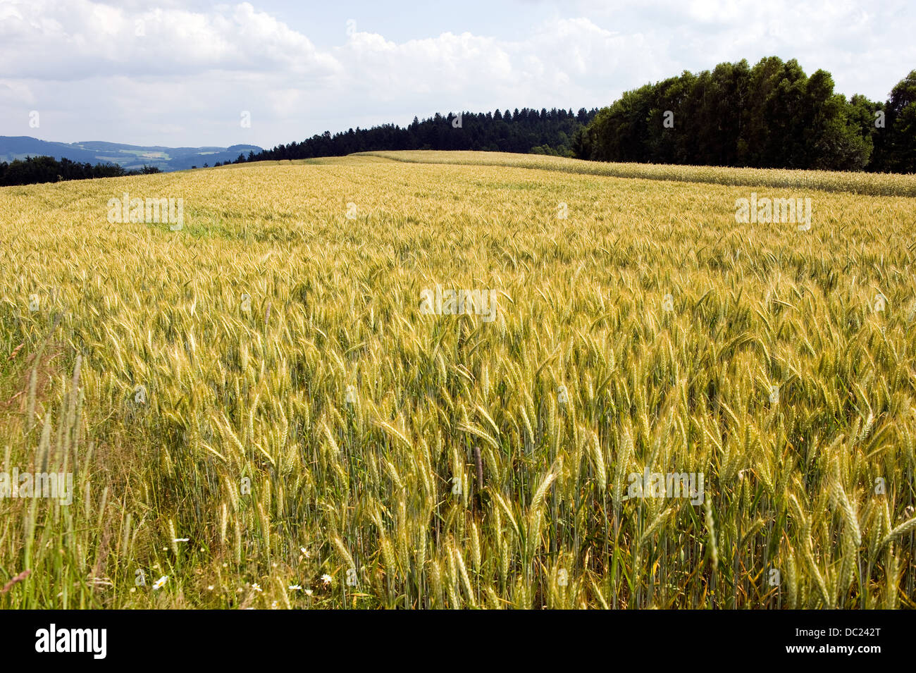 Growing wheat in germany hi-res stock photography and images - Alamy