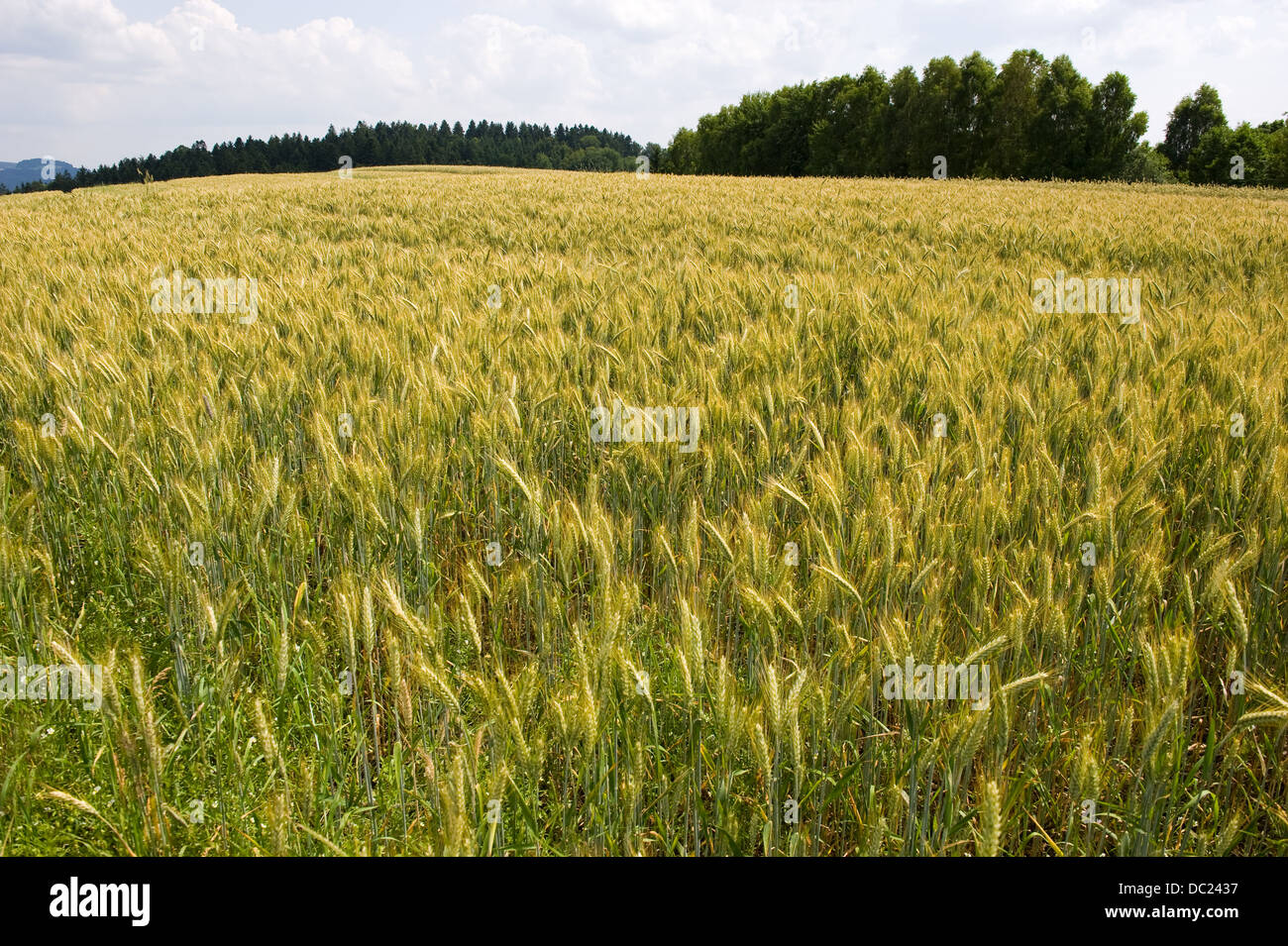 Wheat on a cornfield in Germany Stock Photo - Alamy