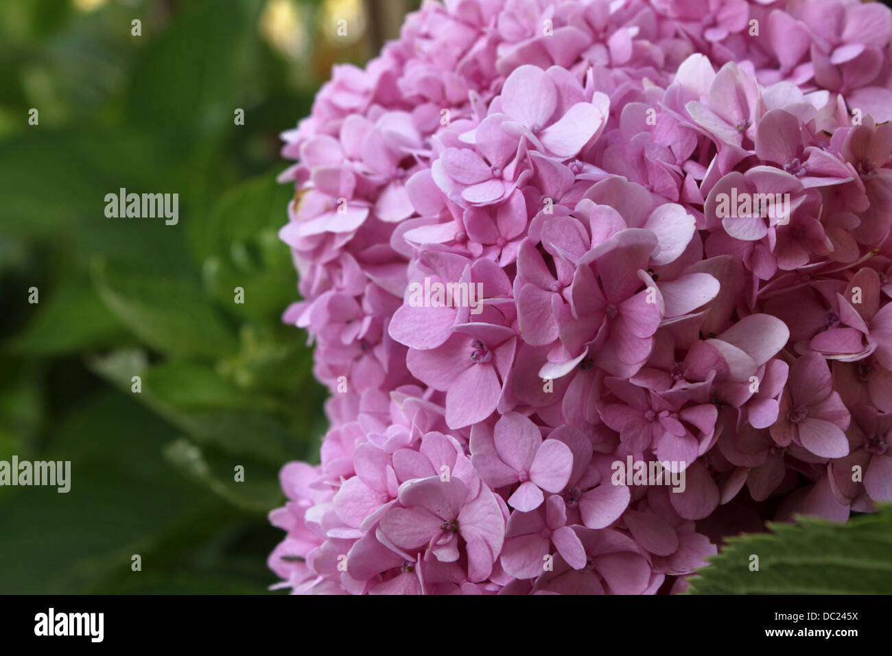 Pink bright hydrangea flowers blooming Stock Photo - Alamy
