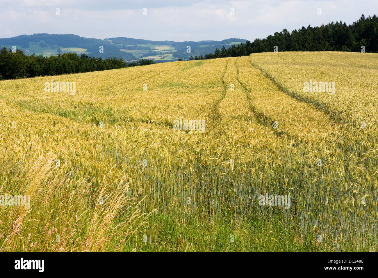 Wheat on a cornfield in Germany Stock Photo - Alamy