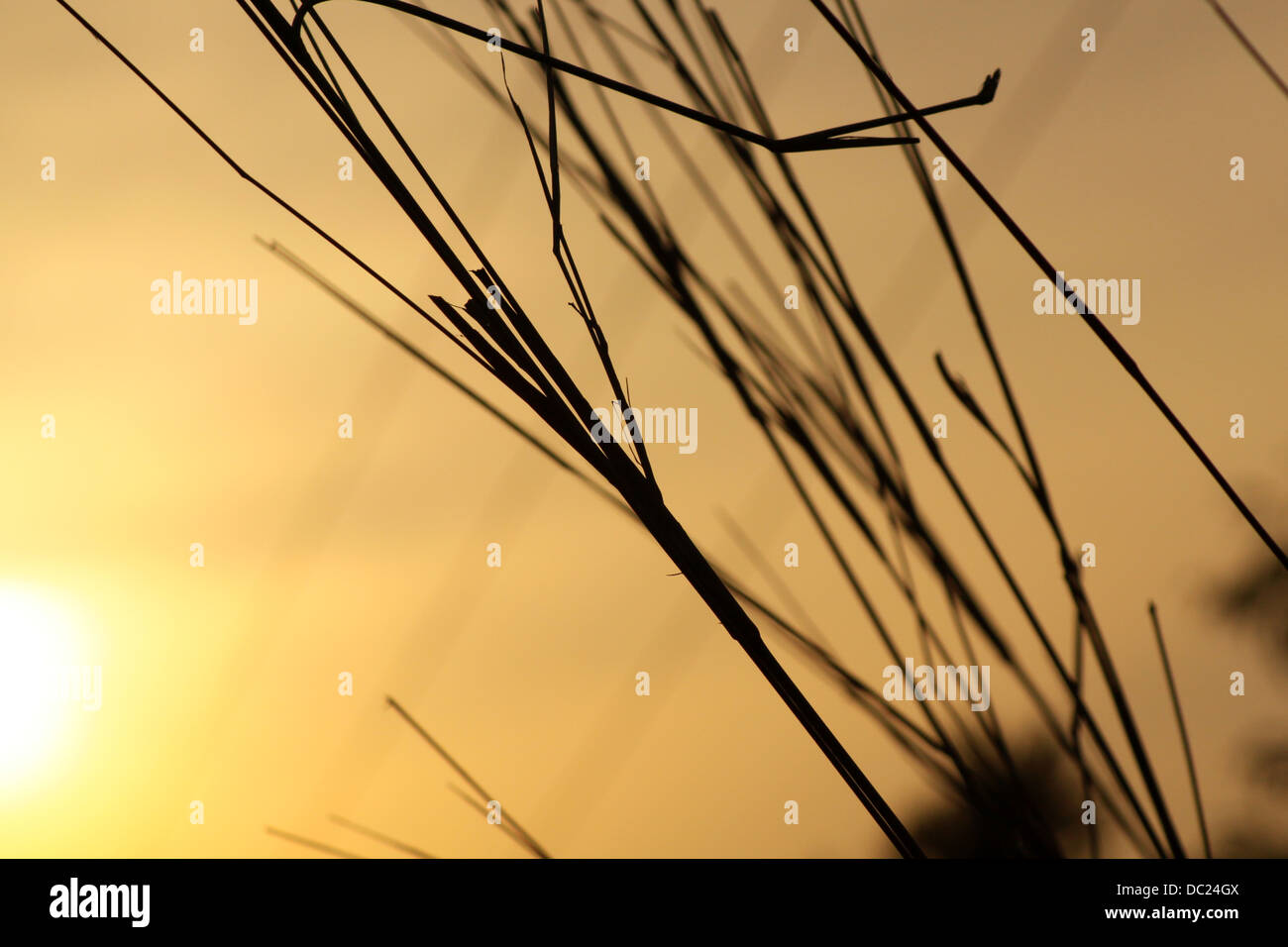 Silhouette of straws against evening sun Stock Photo - Alamy
