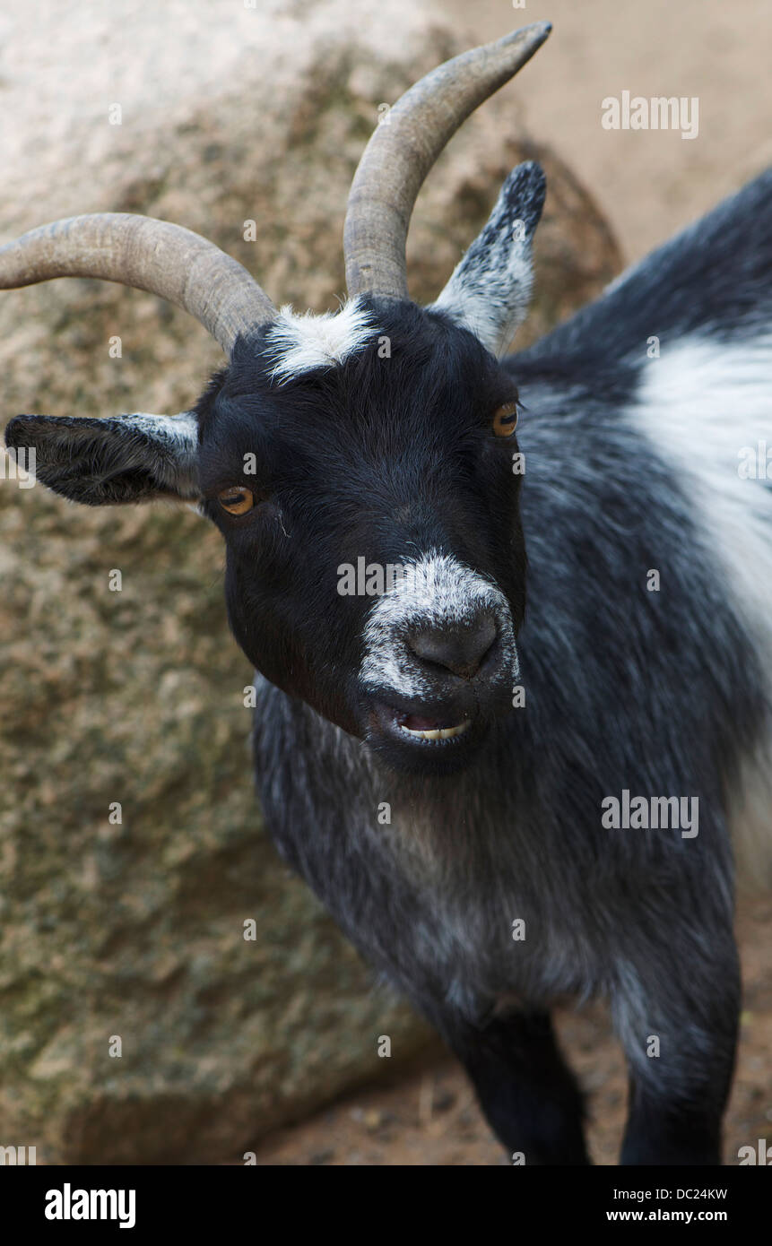 Mammal smile hi-res stock photography and images - Alamy