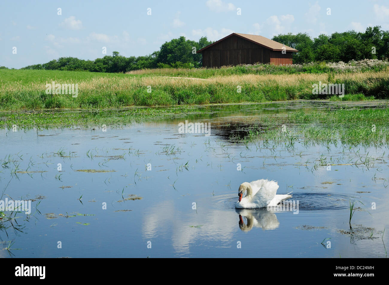 Swan barn farm hi-res stock photography and images - Alamy