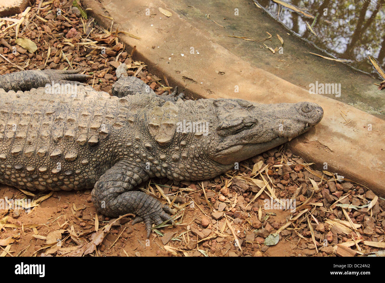Mugger crocodile or marsh crocodile Stock Photo - Alamy