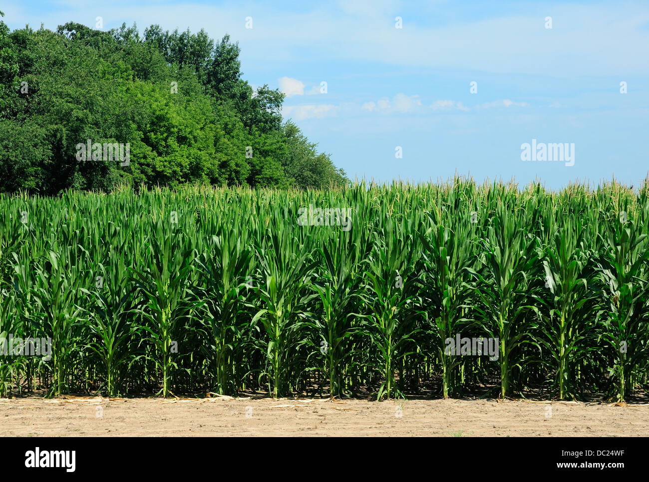 Corn field in cornbelt Stock Photo - Alamy