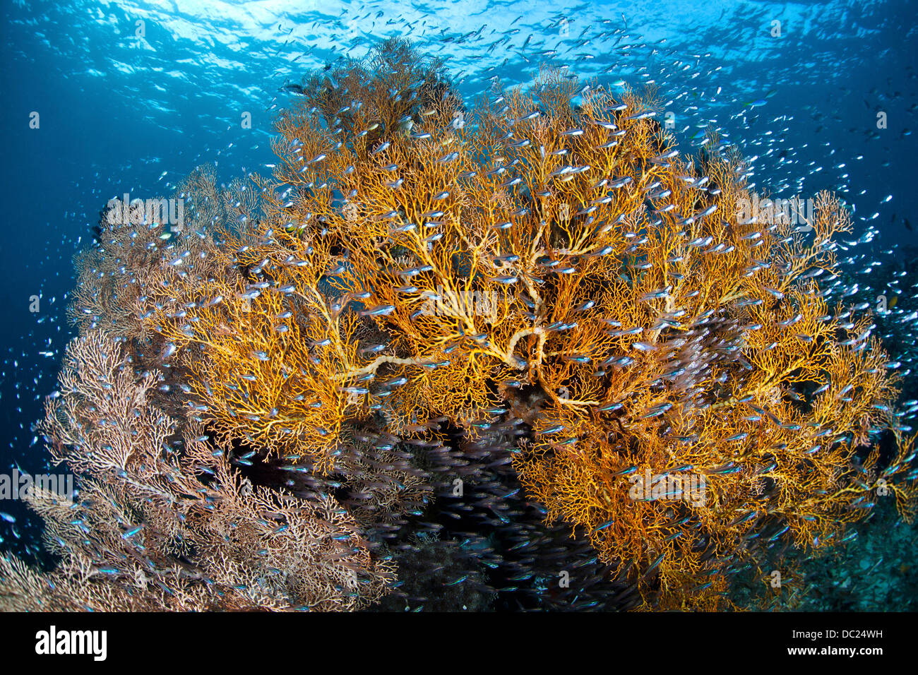 Shoal of Cardinalfish around Gorgonians, Apogon sp., Melithaea sp ...