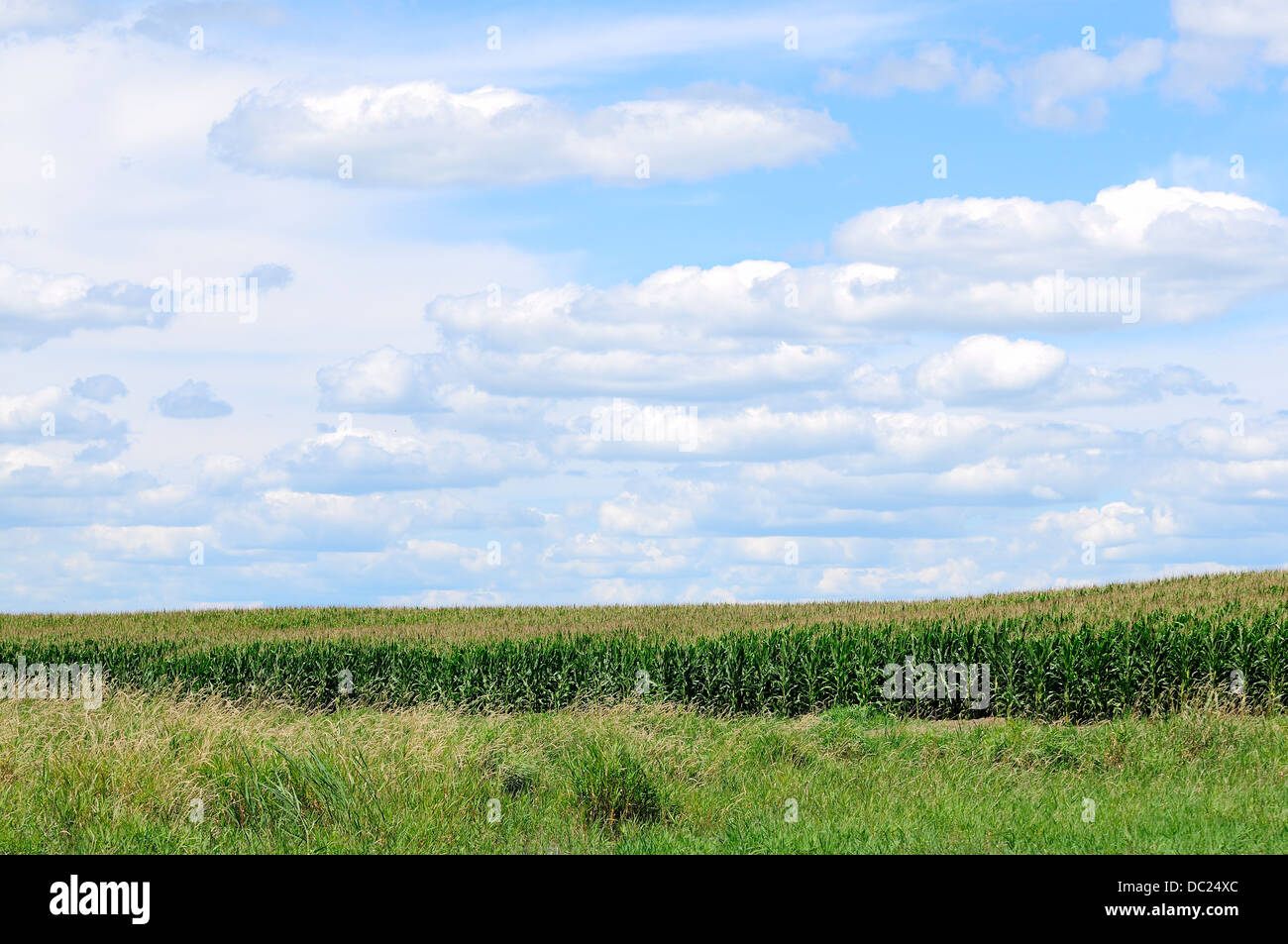 Corn field in cornbelt Stock Photo - Alamy