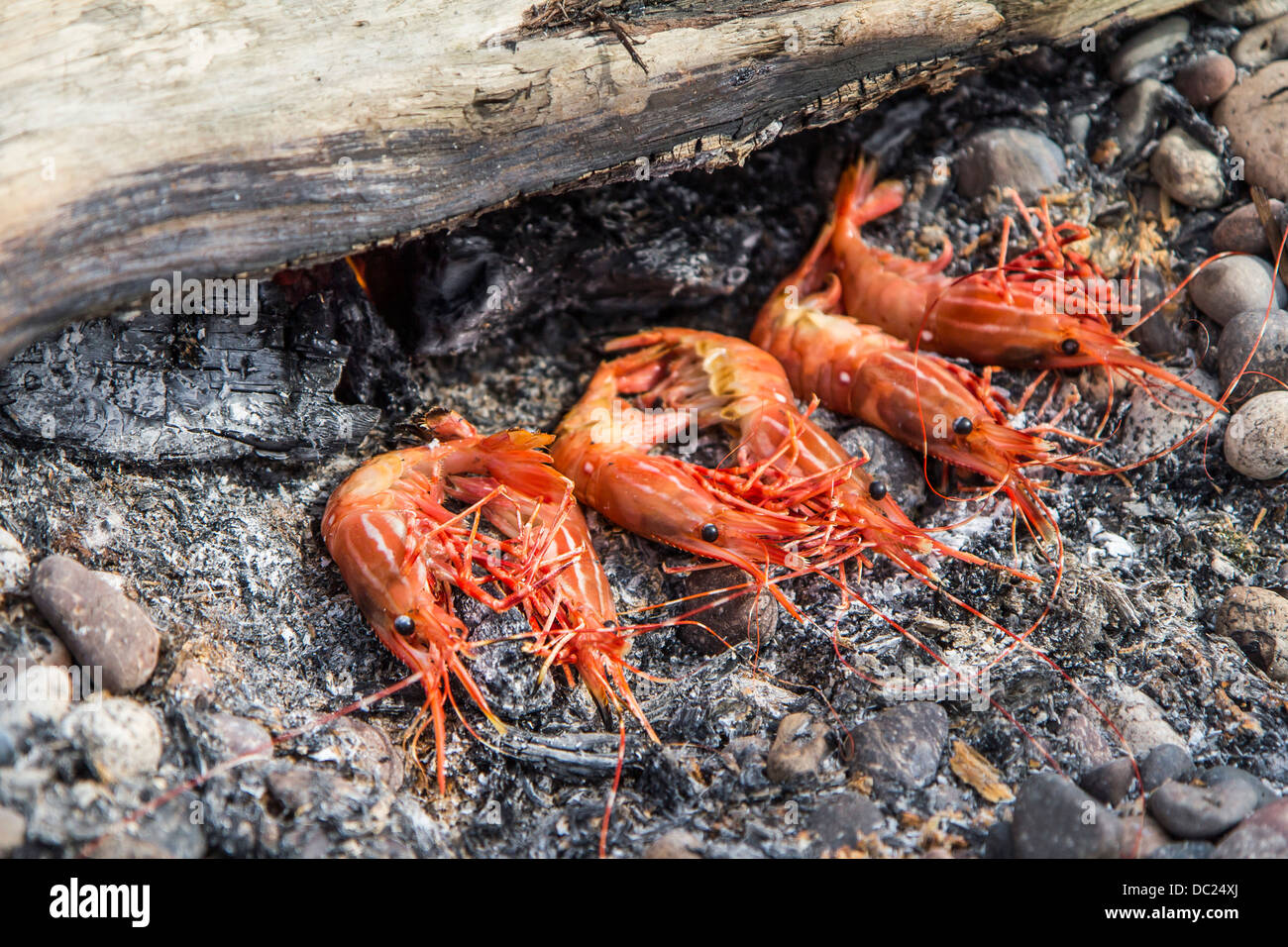 Spot prawn hi-res stock photography and images - Alamy
