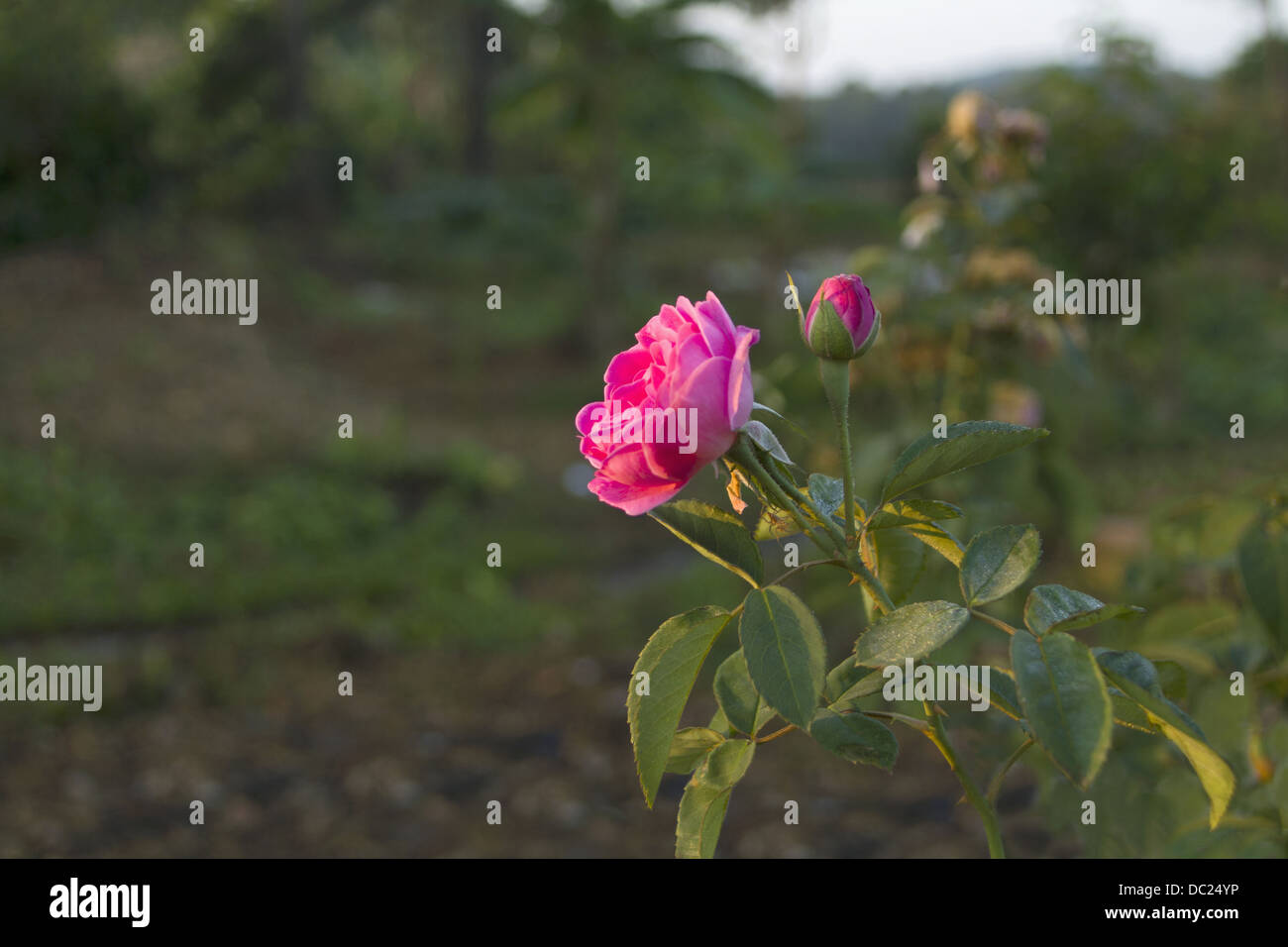 Japanese rose plant Stock Photo - Alamy