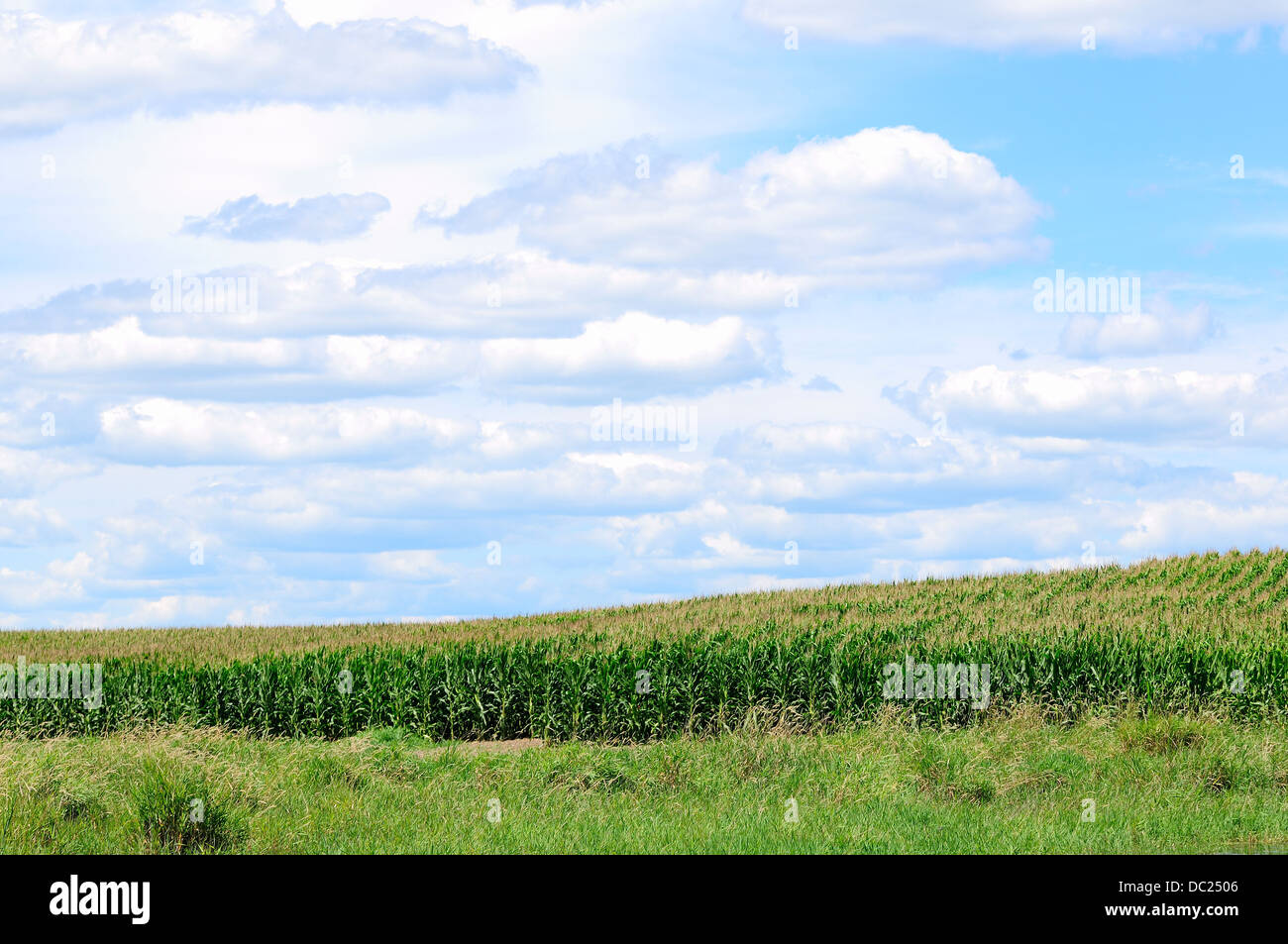 Corn field in cornbelt Stock Photo - Alamy