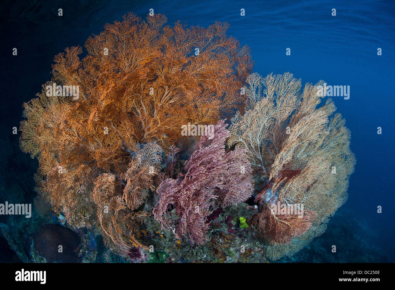 Colorful Gorgonians, Melithaea sp., Raja Ampat, West Papua, Indonesia ...