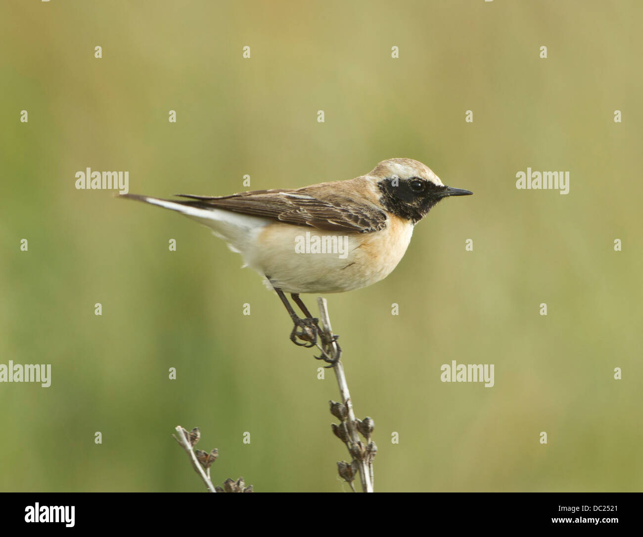 Black eared Wheatear Oenanthe melanoleuca of the eastern race Cyprus ...