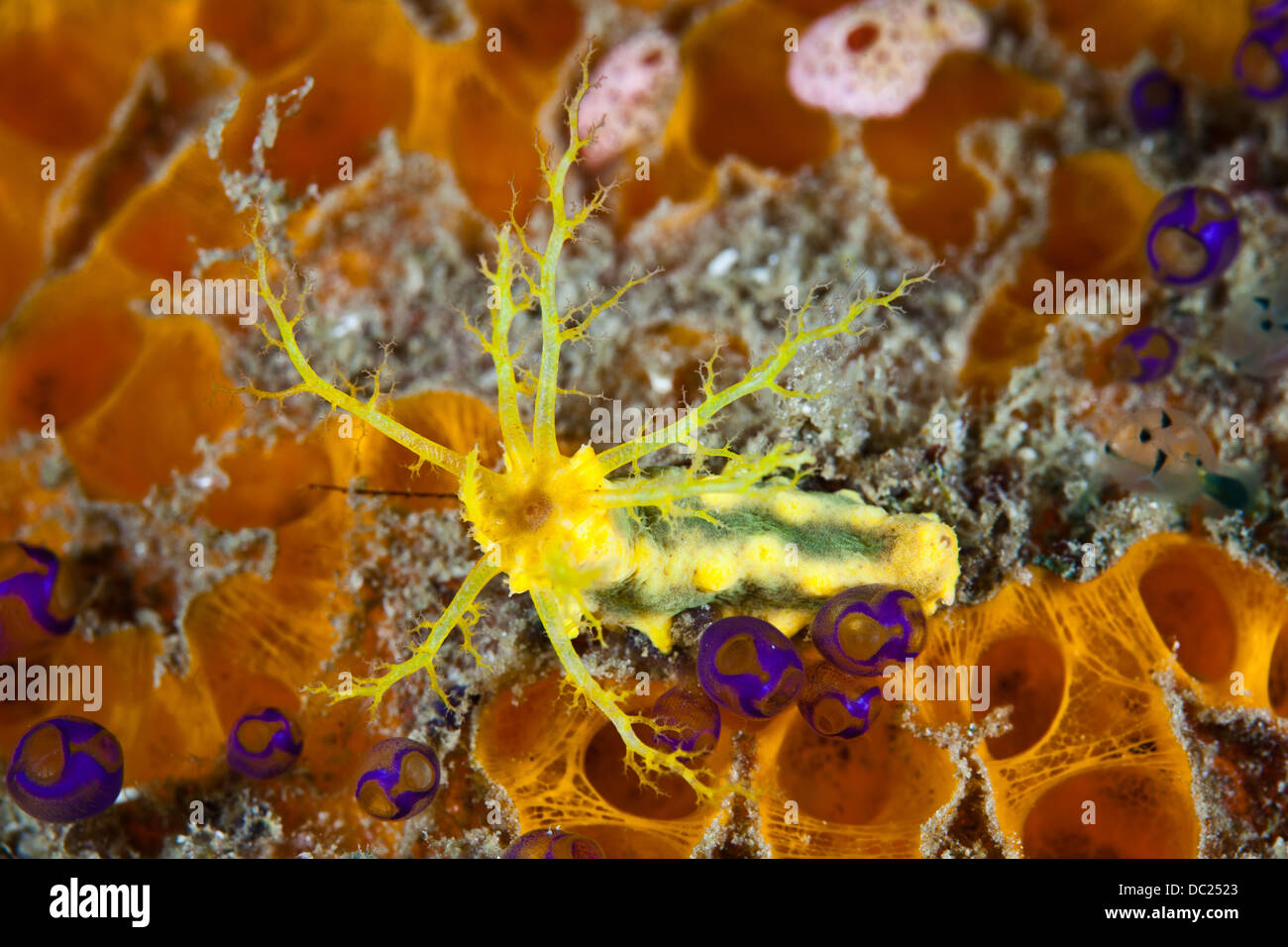 Yellow Sea Cucumber catching plankton, Colochirus robustus, Raja Ampat ...