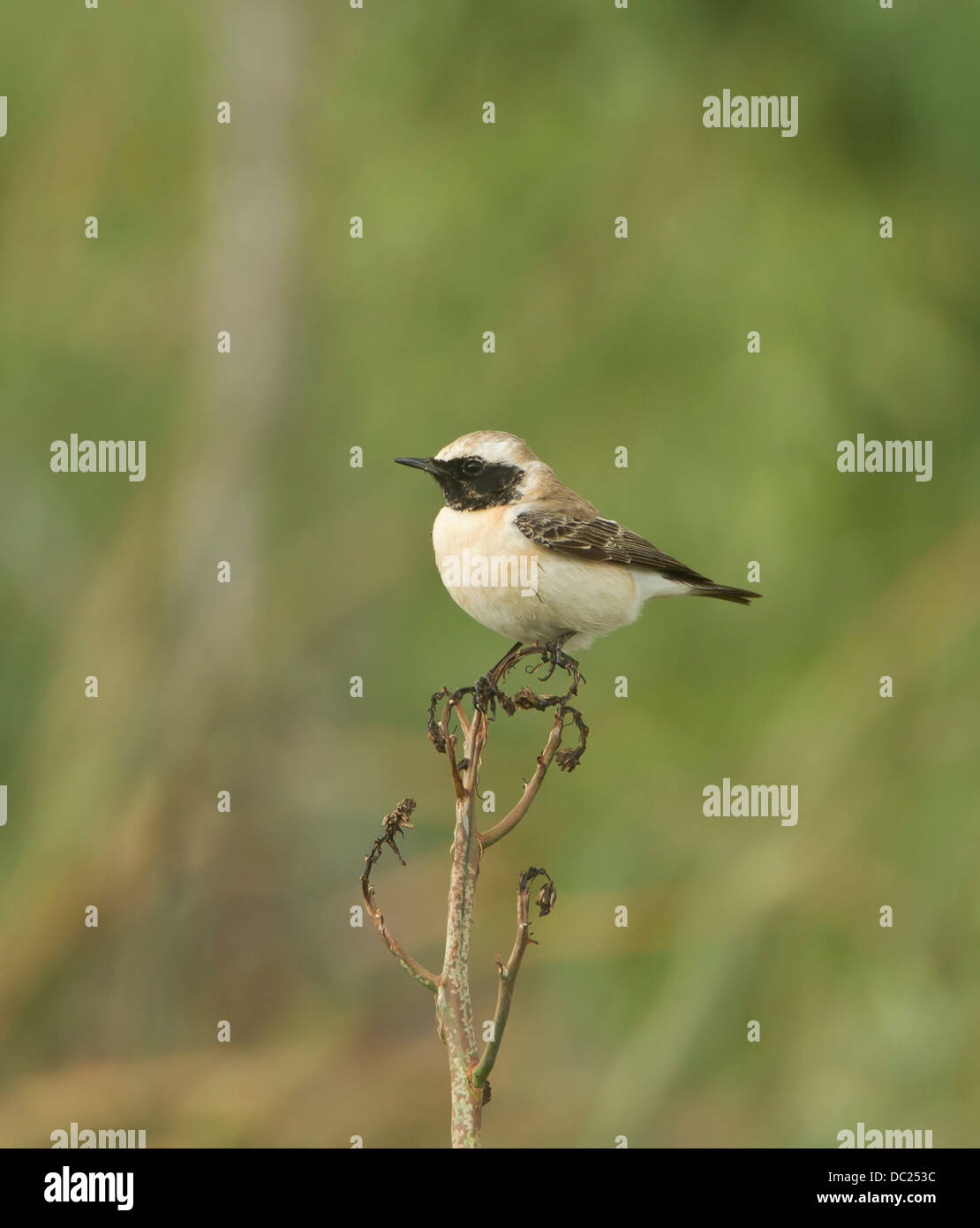 Black eared Wheatear Oenanthe melanoleuca of the eastern race Cyprus ...
